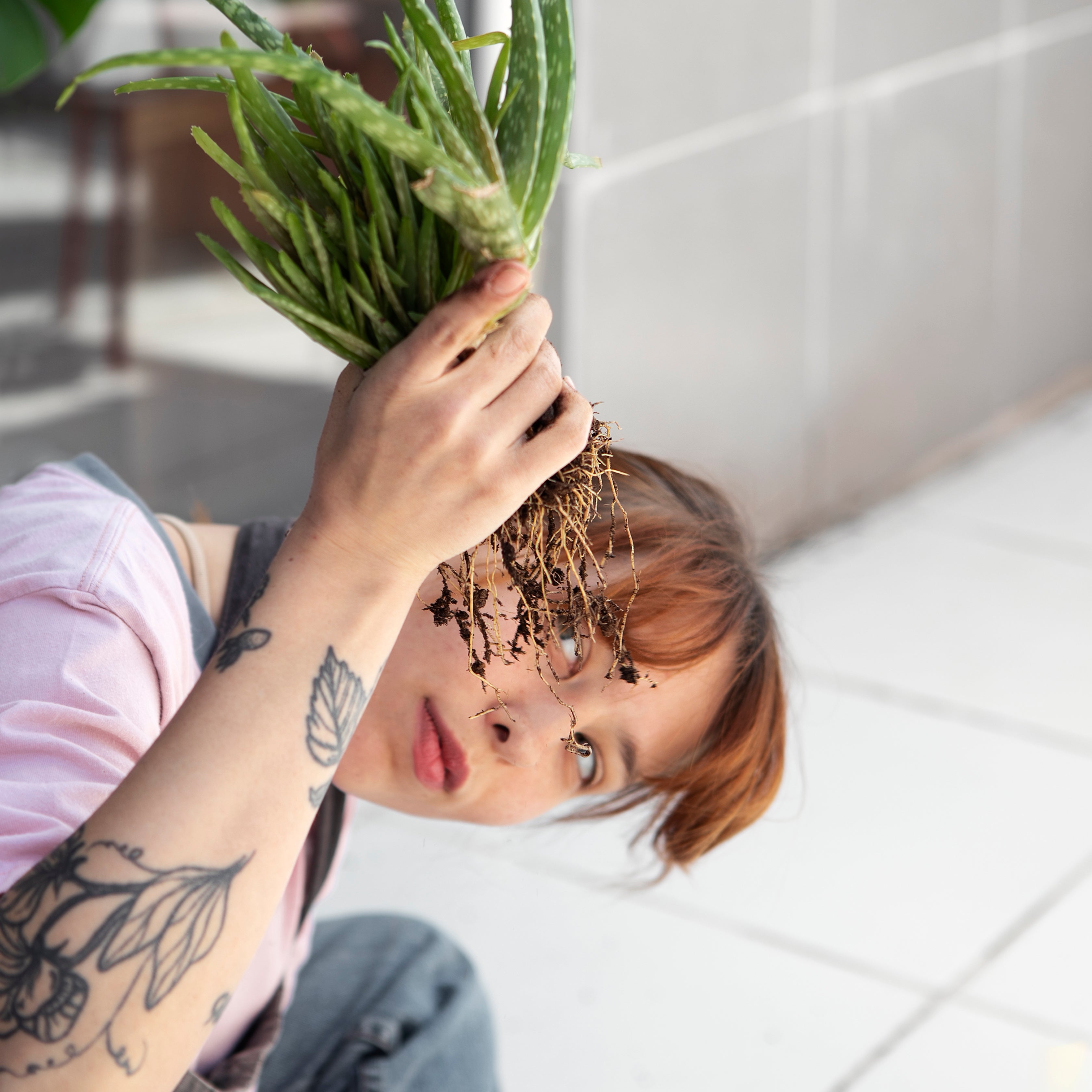 Tips para trasplantar tus plantas correctamente y no fracasar en el in